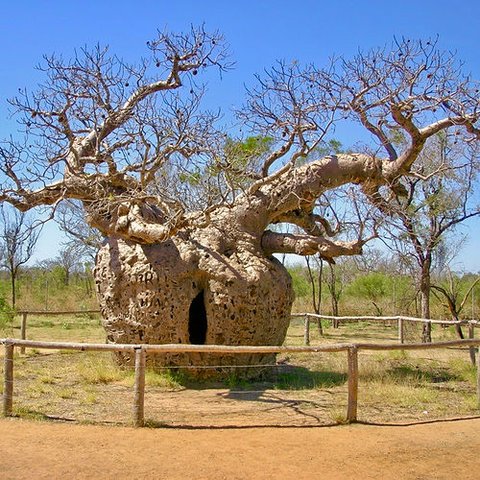 Adansonia gregorii | Boab | plant lust