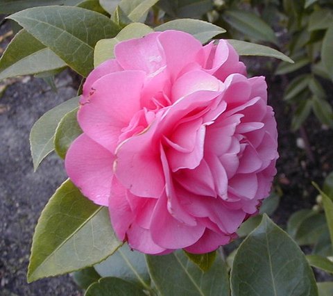 Camellia x williamsii 'Debbie' | plant lust