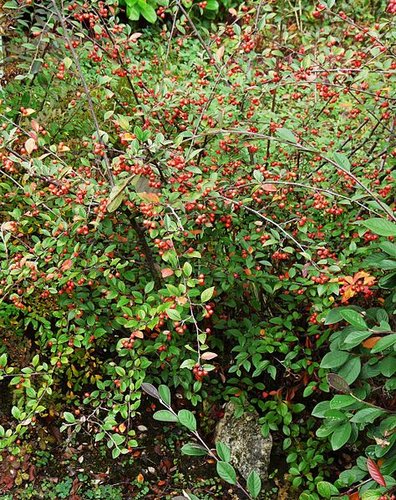 Cotoneaster franchetii | Cotoneaster franchettii | Grey Cotoneaster ...