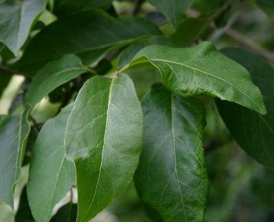Meader American Persimmon | Meader Common Persimmon | plant lust