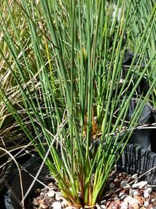 Juncus acutus | Spiny Rush | plant lust