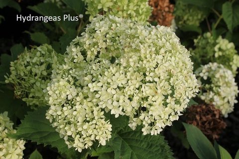 Hydrangea arborescens 'Limetta' PP30,431 | | plant lust