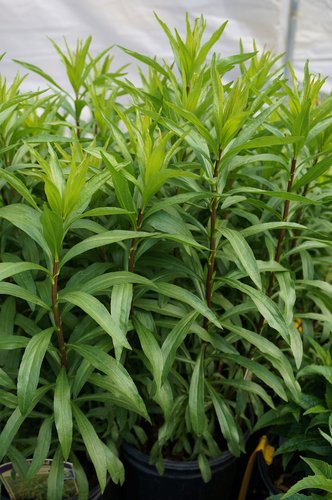 Solidago shortii 'Solar Cascade' | Solar Cascade Short's Goldenrod ...
