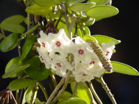 Hoya 'Mathilde' | Mathilde Porcelain Flower | Mathilde Wax Flower ...