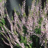 Calluna vulgaris 'Spring Torch' | Spring Torch Heather | plant lust