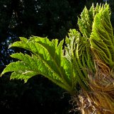 Gunnera tinctoria | Gunnera chilensis | Gunnera scabra | Chilean ...