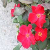 Rosa Home Run® PP18552 | Rosa 'Home Run' | Rosa 'Home Run™' | Home Run ...