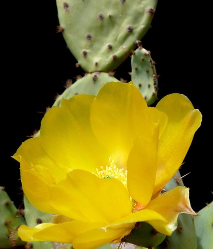Opuntia streptacantha | Shrubby Prickly Pear | plant lust
