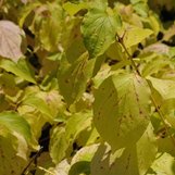 Cornus sanguinea Arctic Sun® PP19892 | Cornus sanguinea 'Artic Sun ...