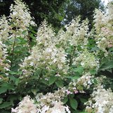 Hydrangea paniculata 'Big Ben' | Big Ben Panicle Hydrangea | Big Ben Tree Hydrangea | plant lust