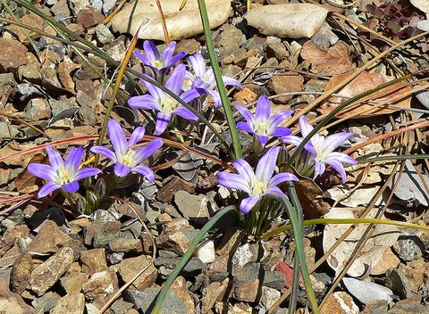 Brodiaea terrestris | Dwarf Brodiaea | plant lust