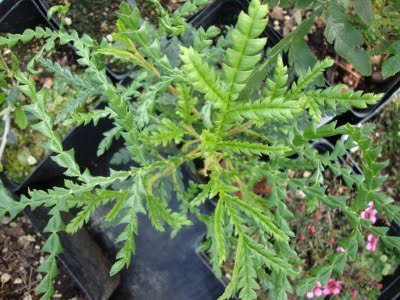 Lyonothamnus floribundus ssp. aspleniifolius | Lyonothamnus floribundus ...