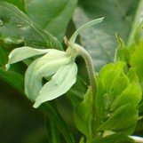 Ecbolium viride | Green Ice Crossandra | Green Shrimp Plant | Turquoise ...