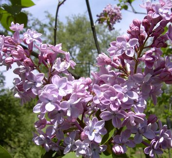 Syringa from multiple nurseries on Plant Lust