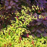 Fuchsia magellanica 'Aurea' | Fuchsia magellanica var. 'Gracilis Aurea ...