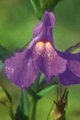 Mimulus ringens | Allegheny Monkey Flower | plant lust