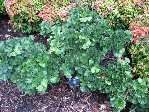 Ginkgo biloba 'Troll' | Troll Dwarf Maidenhair Tree | plant lust