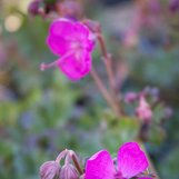 Geranium x cantabrigiense Crystal Rose PP20809 | Geranium 'Crystal Rose ...