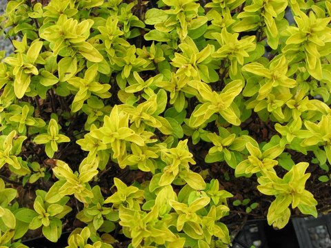Origanum 'Norton Gold' | Origanum 'Nortons Gold' | Norton's Gold ...