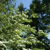 Cornus x rutgersensis Constellation™ PP07210 | Cornus rutgersensis ...