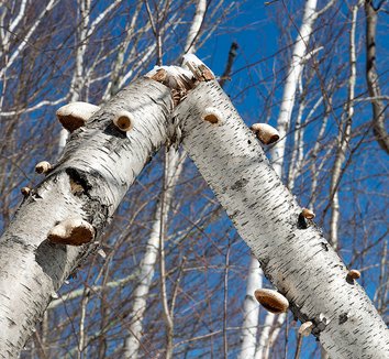 Betula from multiple nurseries on Plant Lust