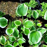 Hosta 'Ivory Coast' | Ivory Coast Hosta Lily | plant lust