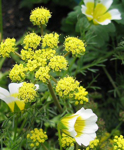 Lomatium utriculatum | Spring Gold | plant lust