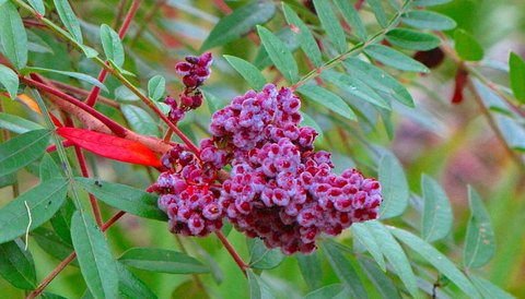 Rhus copallinum | Rhus copallina | Flameleaf | Flameleaf Sumac | plant lust