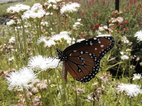 Conoclinium dissectum [white-flowered] | Conoclinium greggii 'White ...