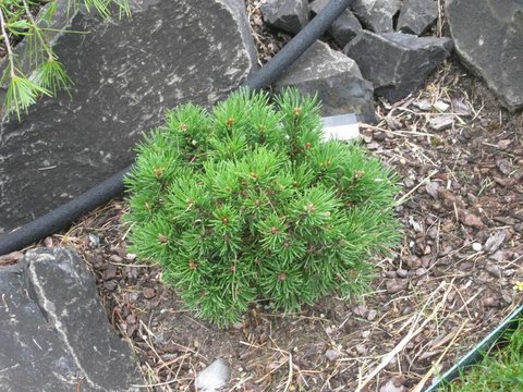 Pinus mugo 'Horstmann HB' | Horstmann HB Miniature Mugo Pine | plant lust