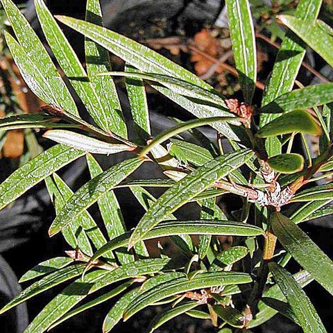Amentotaxus argotaenia | Catkin Yew | plant lust