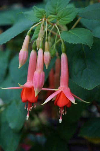Fuchsia 'Swanley Yellow' | Fuchsia | plant lust