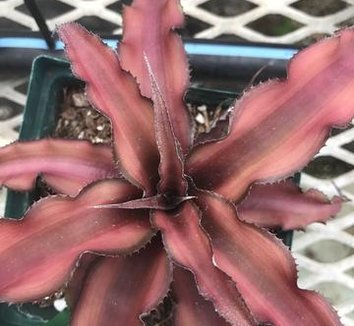 Cryptanthus from multiple nurseries on Plant Lust