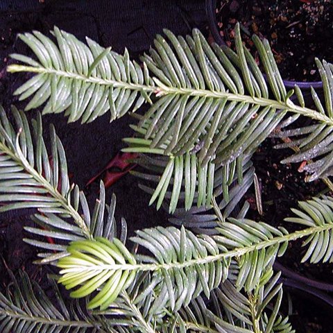 Cephalotaxus harringtonia 'Duke Gardens' | Cephalotaxus harringtoniana ...