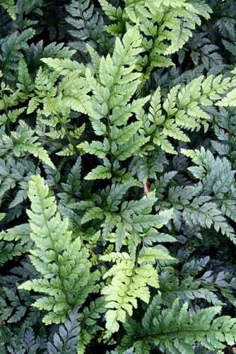 Polystichum tsus-simense [coll.#03CH090a] | Korean Rock Fern| plant lust