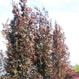 Fagus sylvatica 'Dawyck Purple' | Dawyck Purple Beech | Dawyck Purple ...