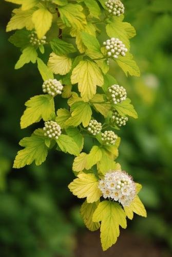 Physocarpus opulifolius 'Nugget' | Nugget Ninebark | plant lust