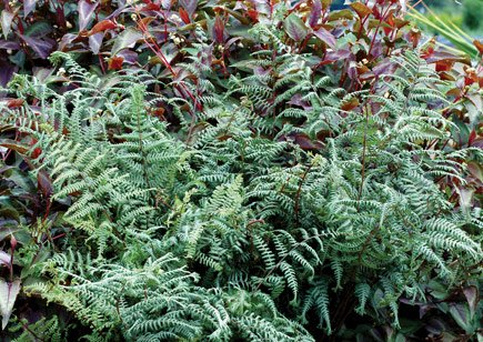 Athyrium 'Ocean's Fury' | Oceans Fury Crested painted fern | plant lust