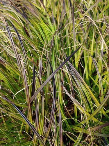 Xyris capensis | Cape Yellow-Eyed Grass | plant lust