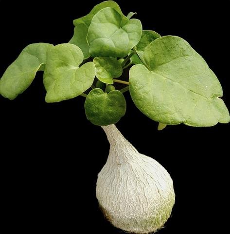 Pyrenacantha malvifolia | Monkey Chair Plant | plant lust