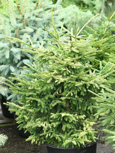 Picea orientalis [Silver Seedling] | Picea orientalis 'Silver Seedling ...
