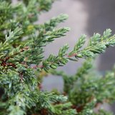 Juniperus communis 'Hibernica Prostrata' | | plant lust