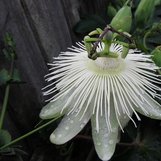Passiflora 'Snow Queen' | Snow Queen Passion Flower | Snow Queen ...