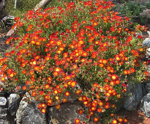 Drosanthemum speciosum 'Pele' | plant lust