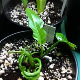 Philodendron pinnatifidum | | plant lust