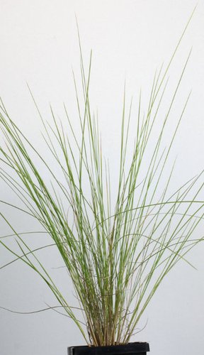 Poa poiformis [West coast] | Blue Tussock Grass | Coast Tussock Grass ...