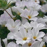Linanthus grandiflorus | Grand Linanthus | plant lust
