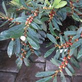 Distylium myricoides | Blue Leaf Isu Tree | Evergreen Witch Hazel | Isu ...