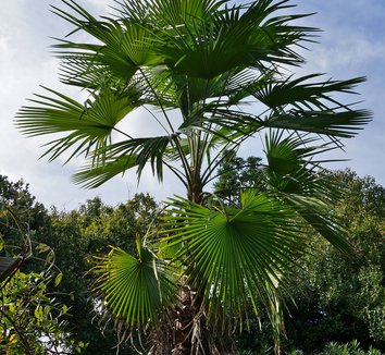 Trachycarpus from multiple nurseries on Plant Lust