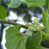 Cynanchum racemosum var. unifarium | Cynanchum unifarium | Milkweed ...